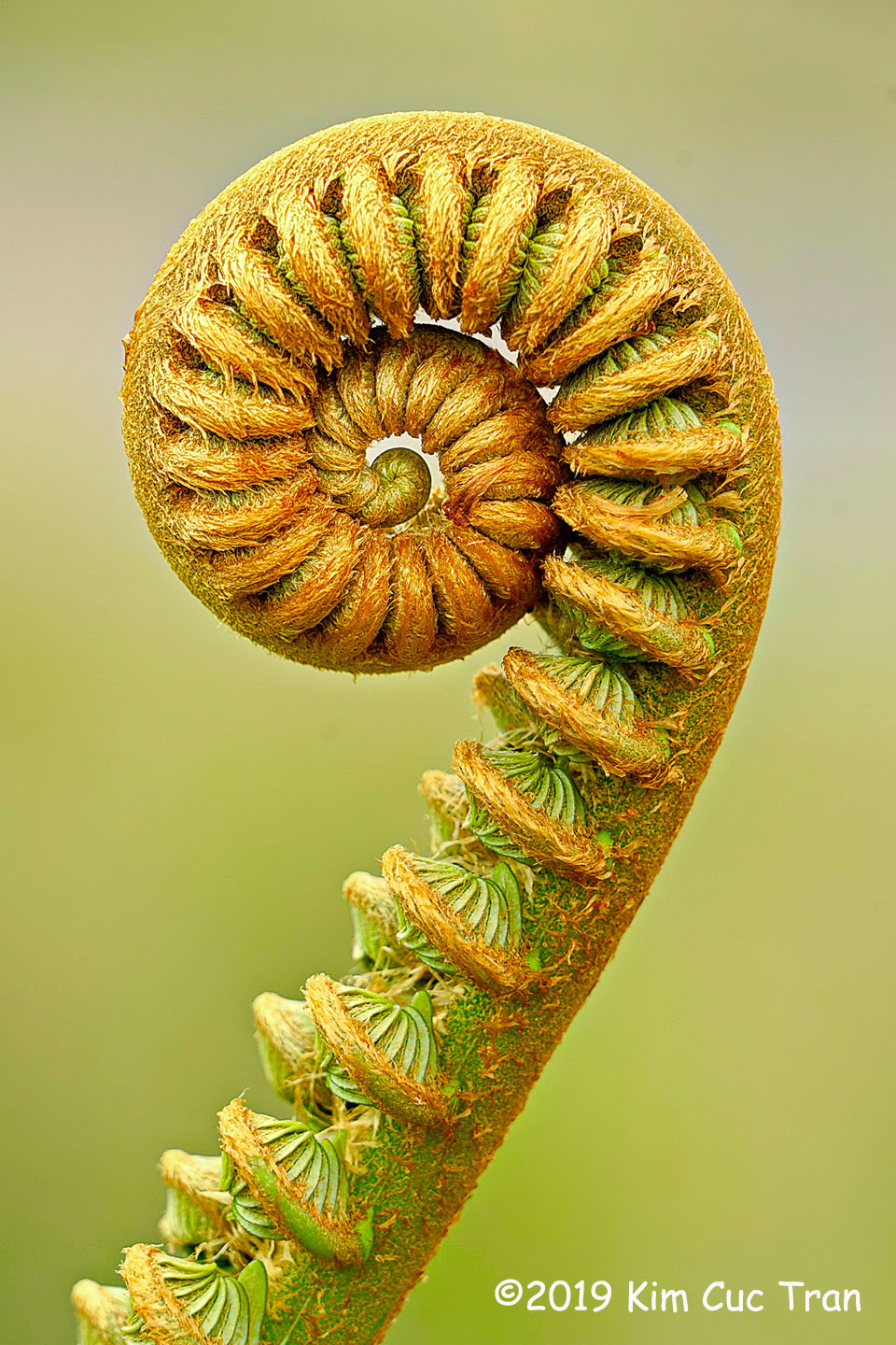 FIBONACCI SEQUENCE! THE MAGIC!!! – Eduindex News