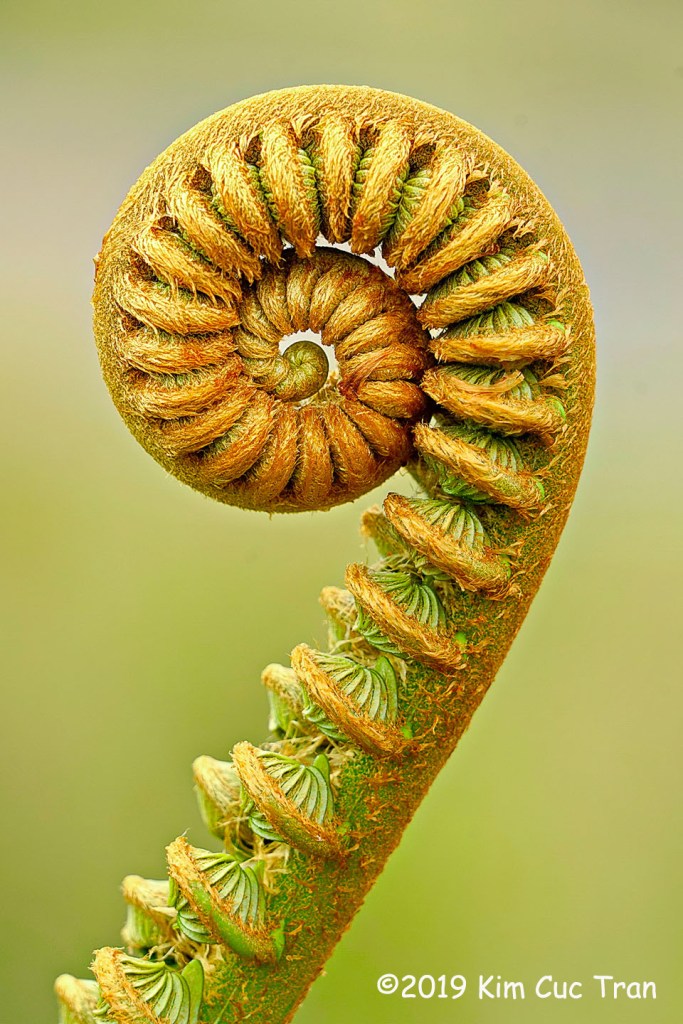 FIBONACCI SEQUENCE! THE MAGIC!!! – Eduindex News