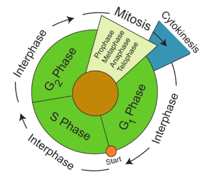 Introduction to ‘Interphase’ in Mitosis – Eduindex News