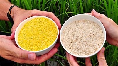 Genetically Modified Rice For more Vitamin A intake – Eduindex News