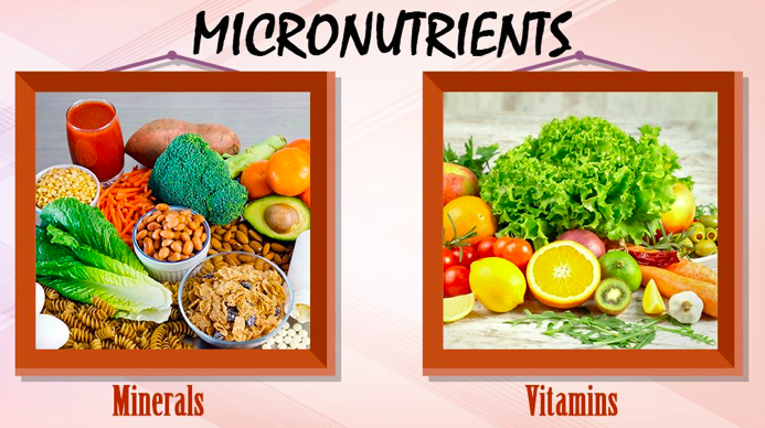 Classification of Micronutrients – Eduindex News