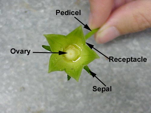 HIBISCUS FLOWER (Hibiscus rosa-sinensis) – Eduindex