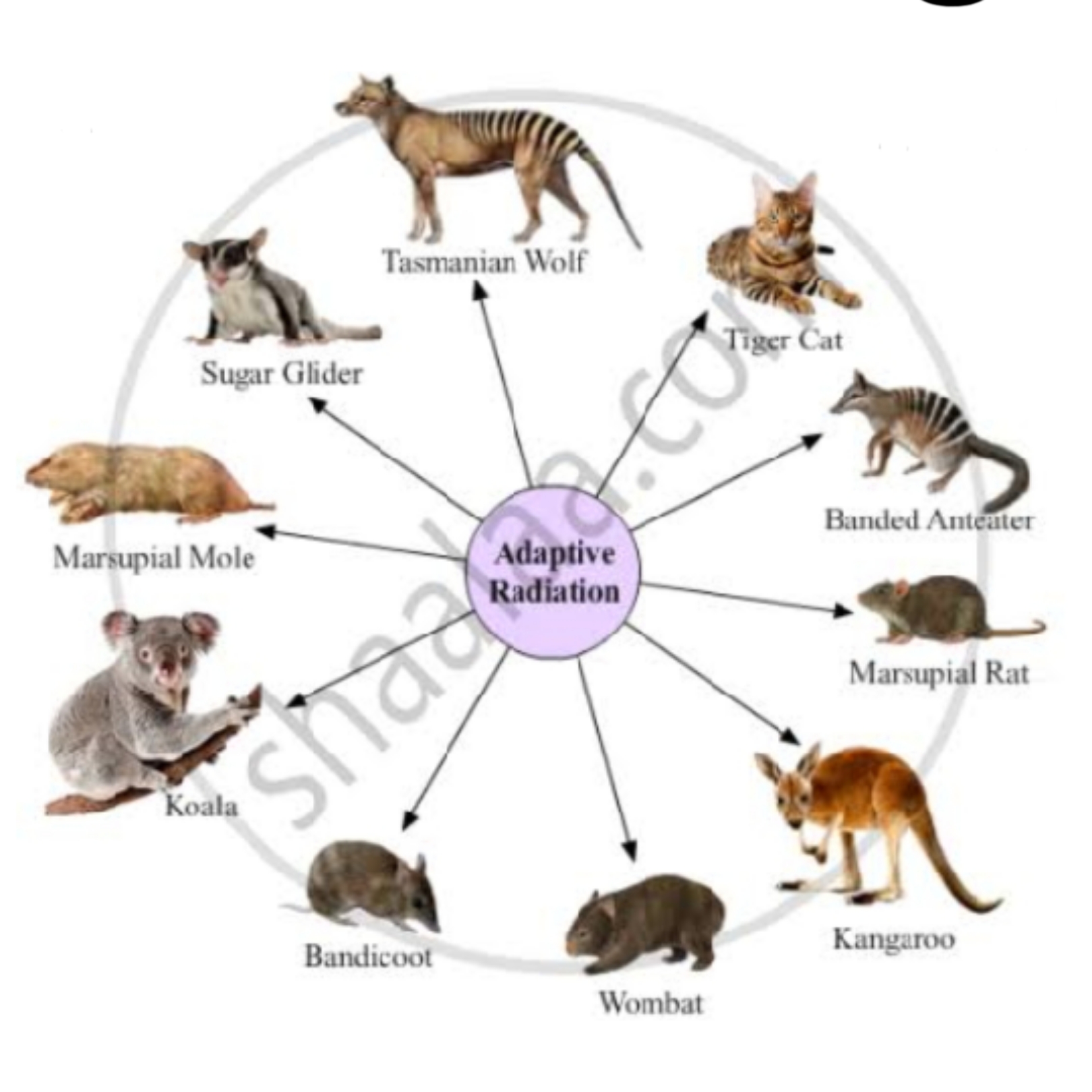 Adaptive Radiation – Eduindex