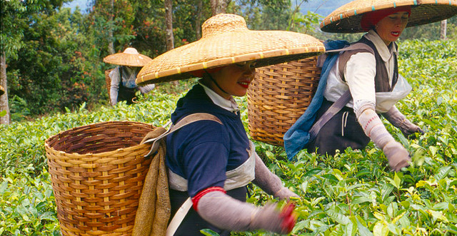 THE HISTORY OF TEA – Eduindex